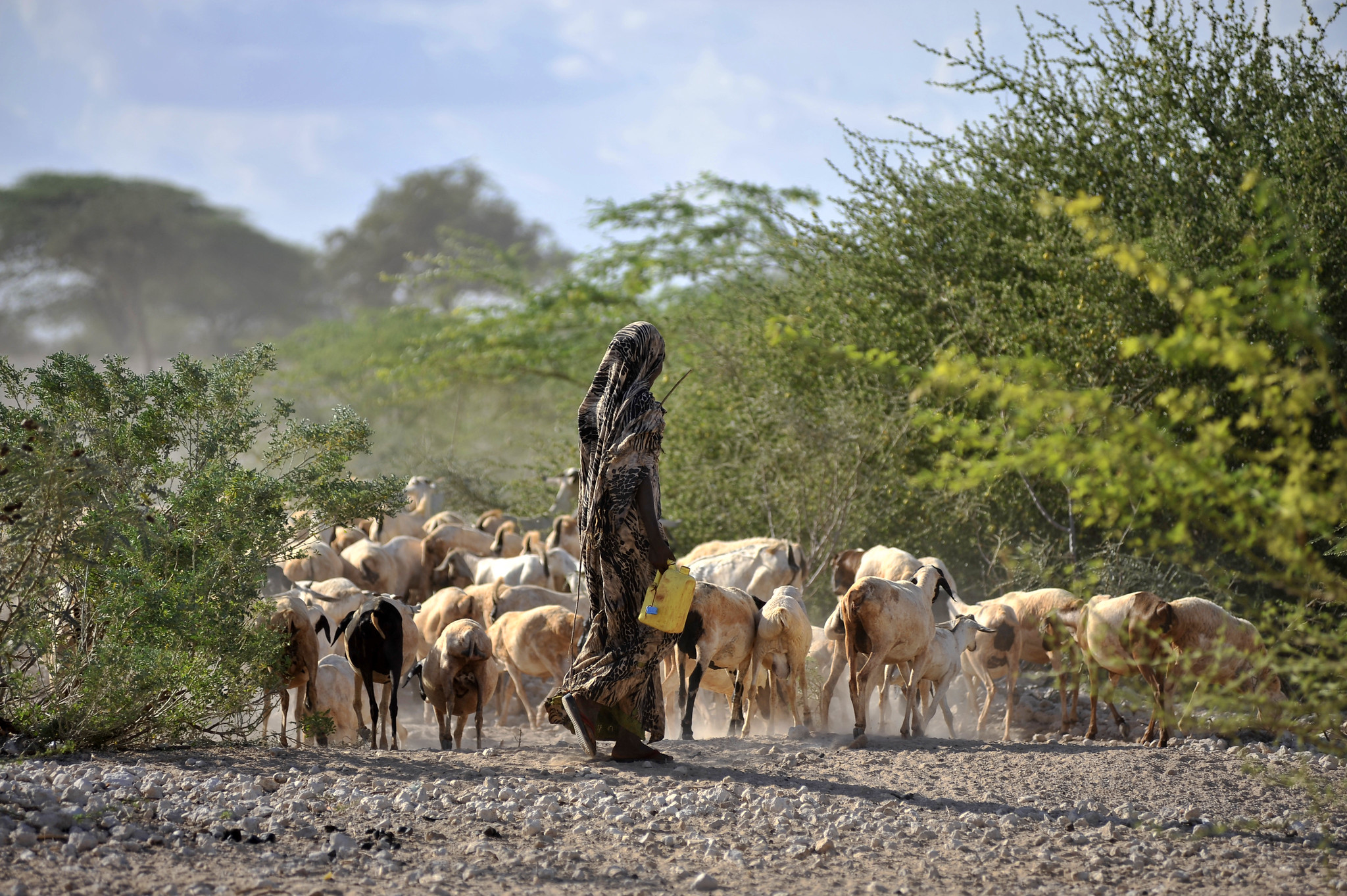 Pastoralism provides a path to adaptation for the 268 million livestock ...