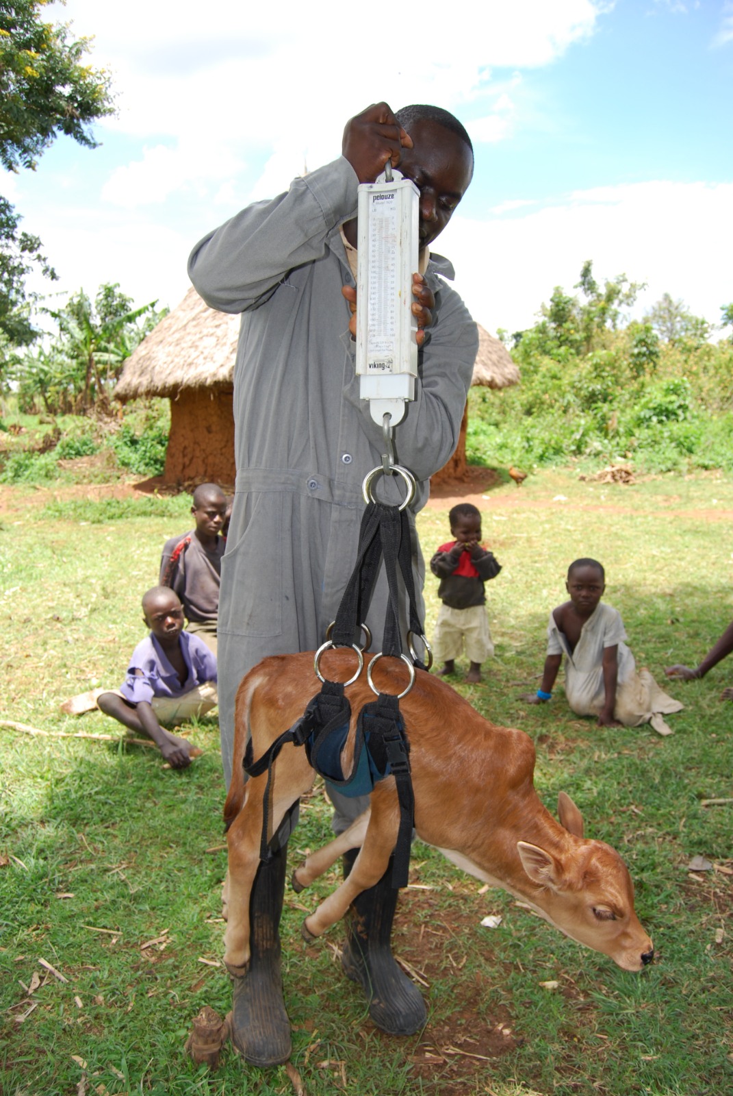 Improving animal health: A key to sustainable livestock production and ...
